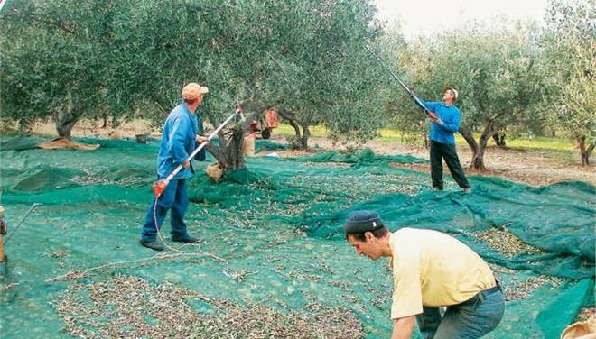 Το ΒΗΜΑ της Ιτέας: ΤΗΝ ΠΑΓΚΟΣΜΙΑ ΠΑΡΑΓΩΓΗ ΕΛΑΙΟΛΑΔΟΥ ΣΩΖΕΙ Η ΕΛΛΑΔΑ ΜΕ ...