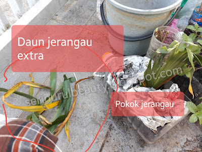 Healthy Nurul Beauty: The look of my jerangau plant.