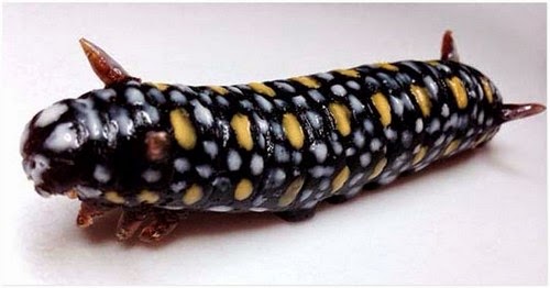 Ulat Beluncas Pelbagai Perisa. - Gaban Comel