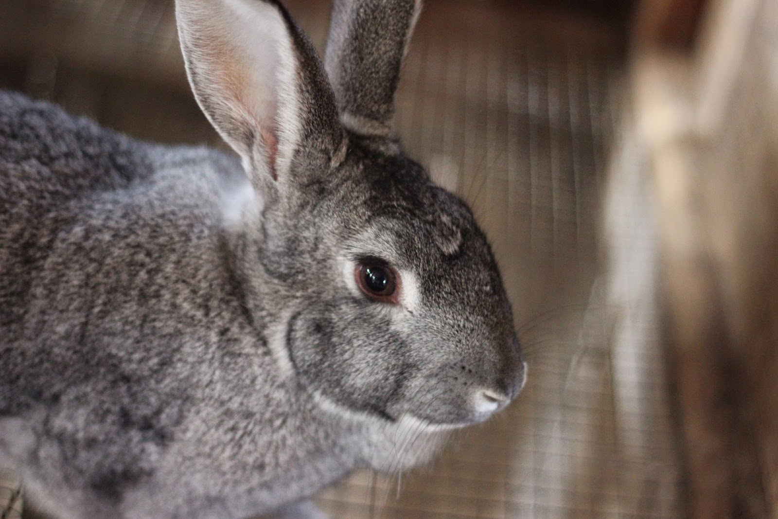 HighTail Farms: Like rabbits