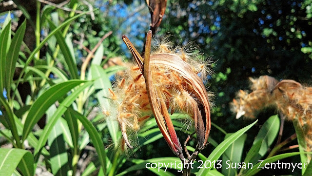 San Diego Daily Photo: Furry Seeds?