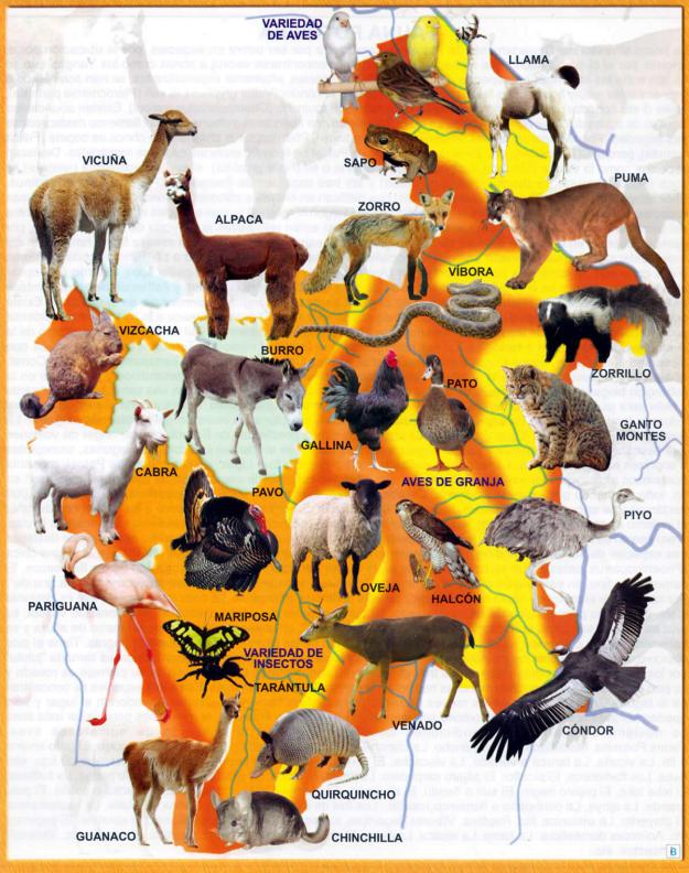 RaUl SeVeRiChE cAdImA: FAUNA DE BOLIVIA 6 (por departamento)