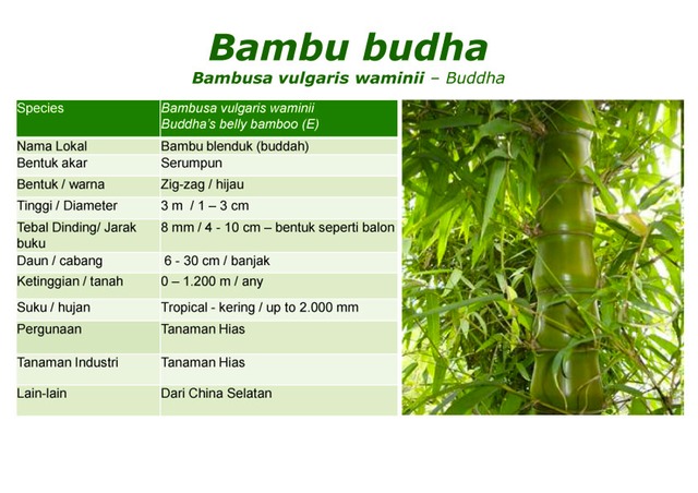 Kamusnya Tanaman: Jenis - Jenis Bambu