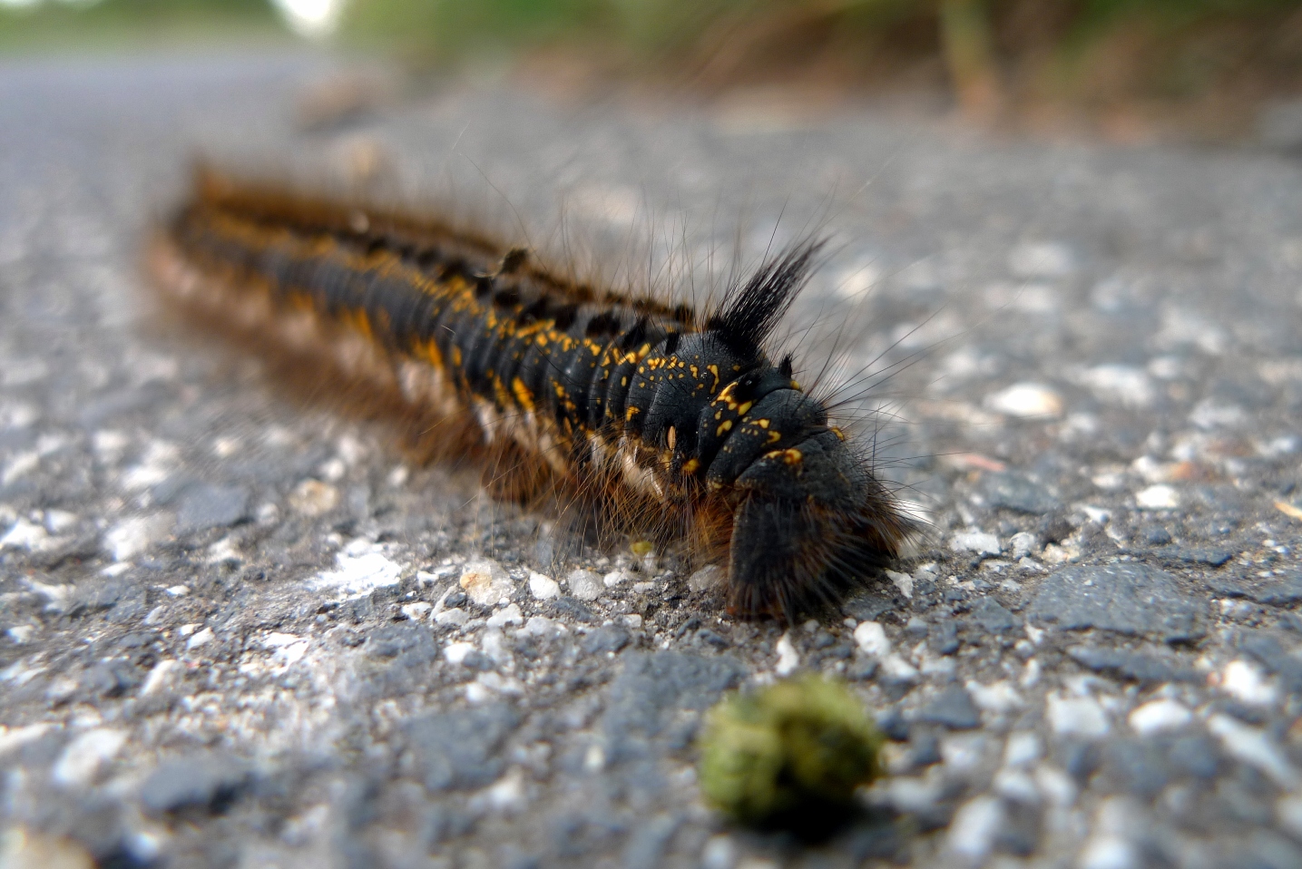 Oldest Trees Najstarsze Drzewa: Welcome, Earthlings / Witajcie, Ziemianie