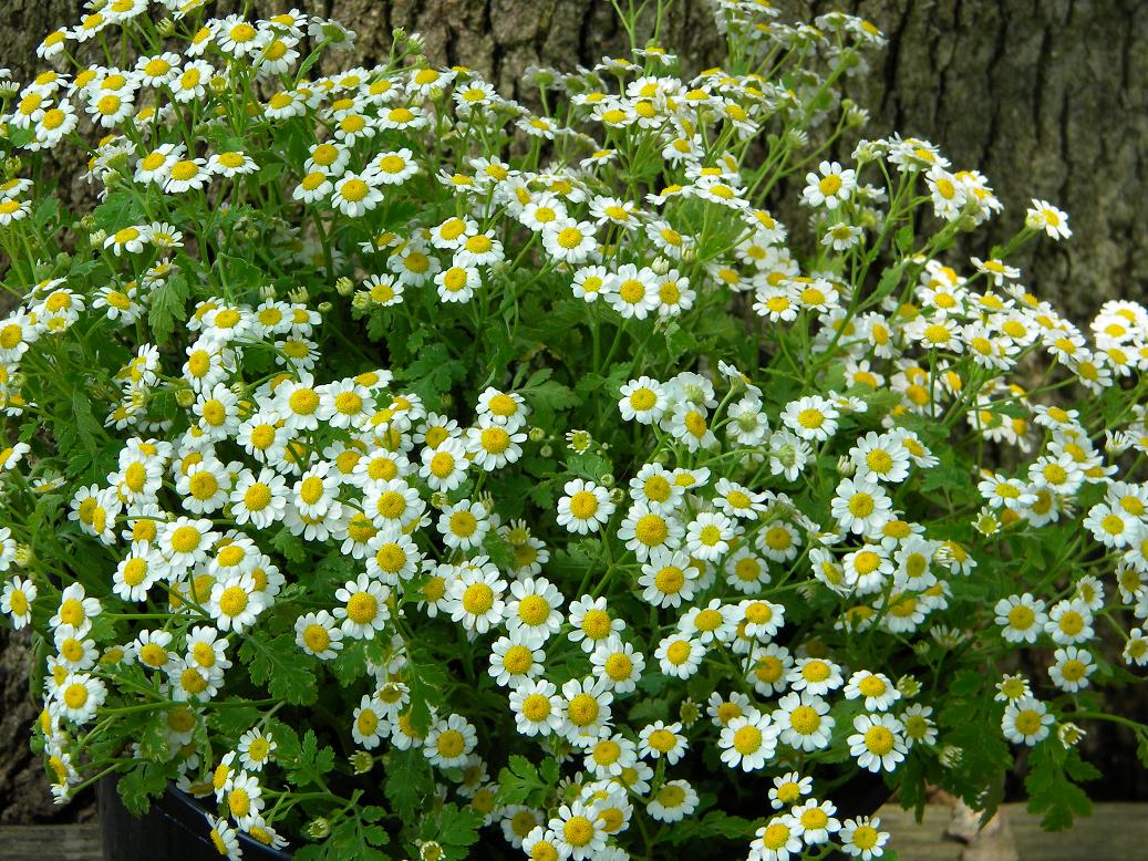 Wedding Flowers from Springwell: Wild about Feverfew!!!