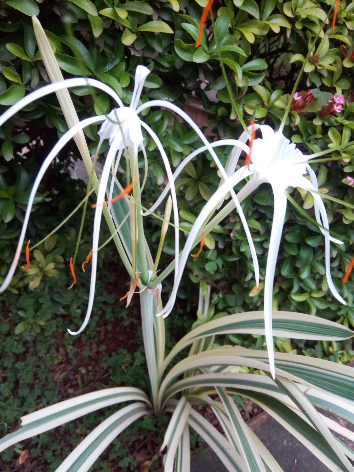 Garden Care Simplified: Variegated Spider Lilly Plants Unique Leaves ...