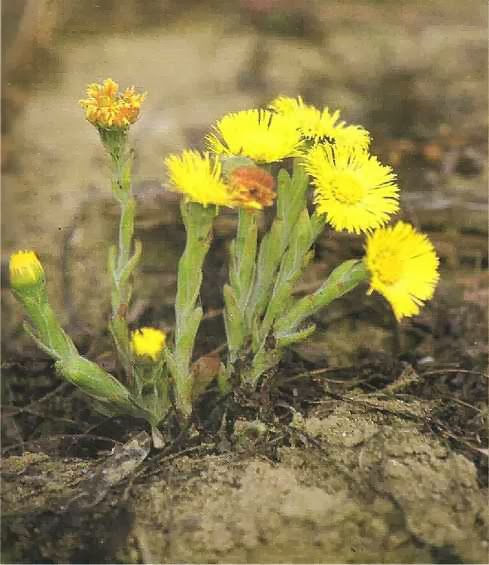 Ensalada de palabras: FÁRFARA