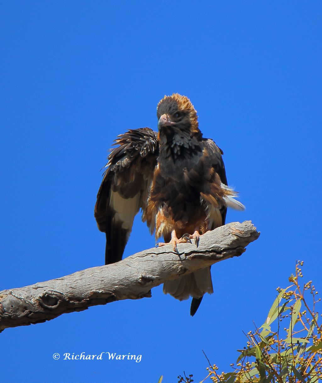 Richard Waring's Birds of Australia: Return of the Black-breasted ...
