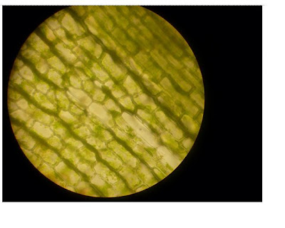 Blog de la Carrera de biologia Universidad Favaloro: Laboratorio ...