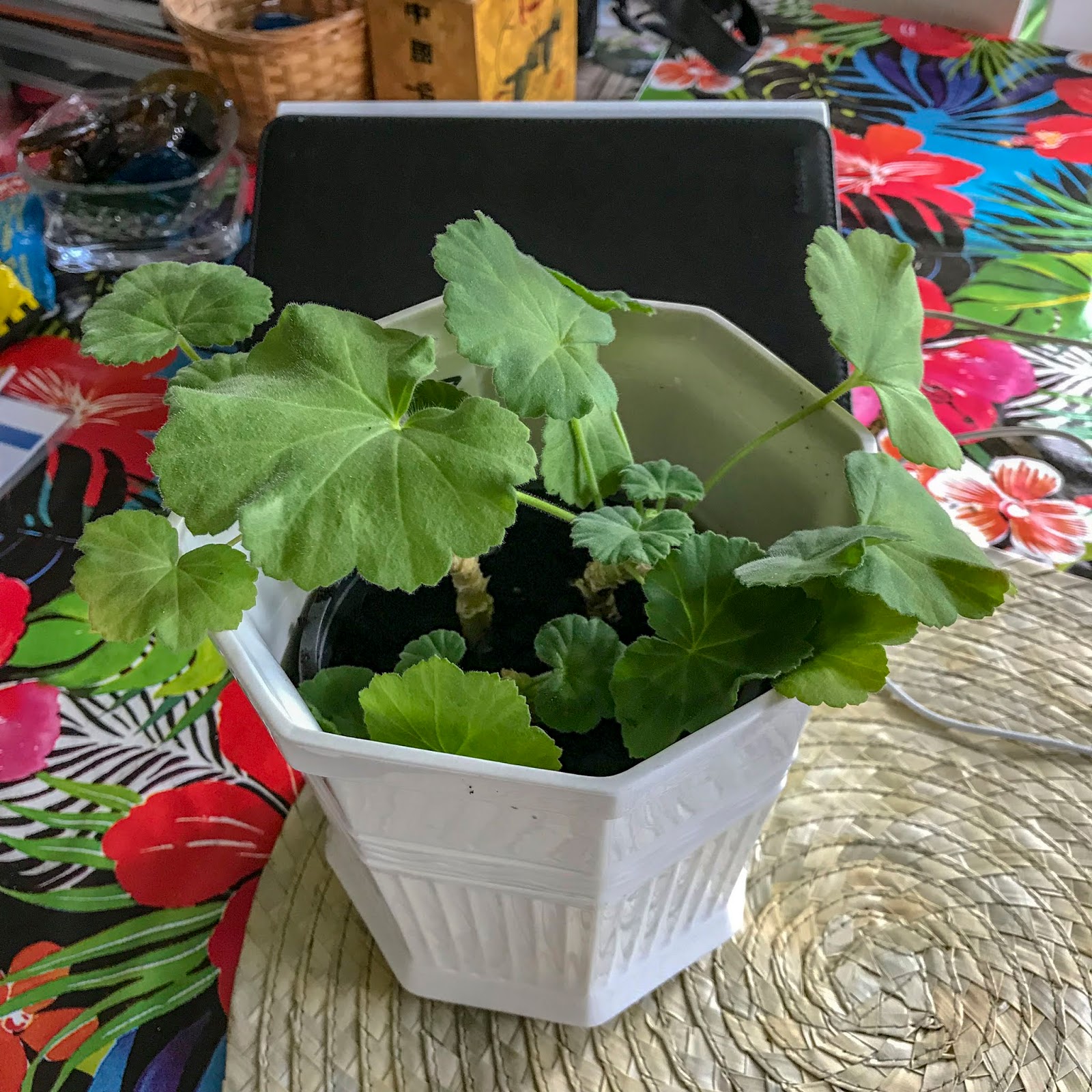 ninisworld: maj 2019