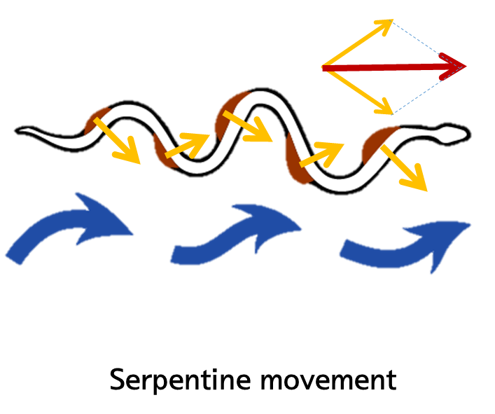 2014 바이오기계개론 - 엄상우: Motion analysis of snake