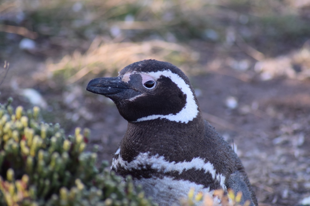 Cebu and Beyond: In Search of Penguins, Falkland Islands