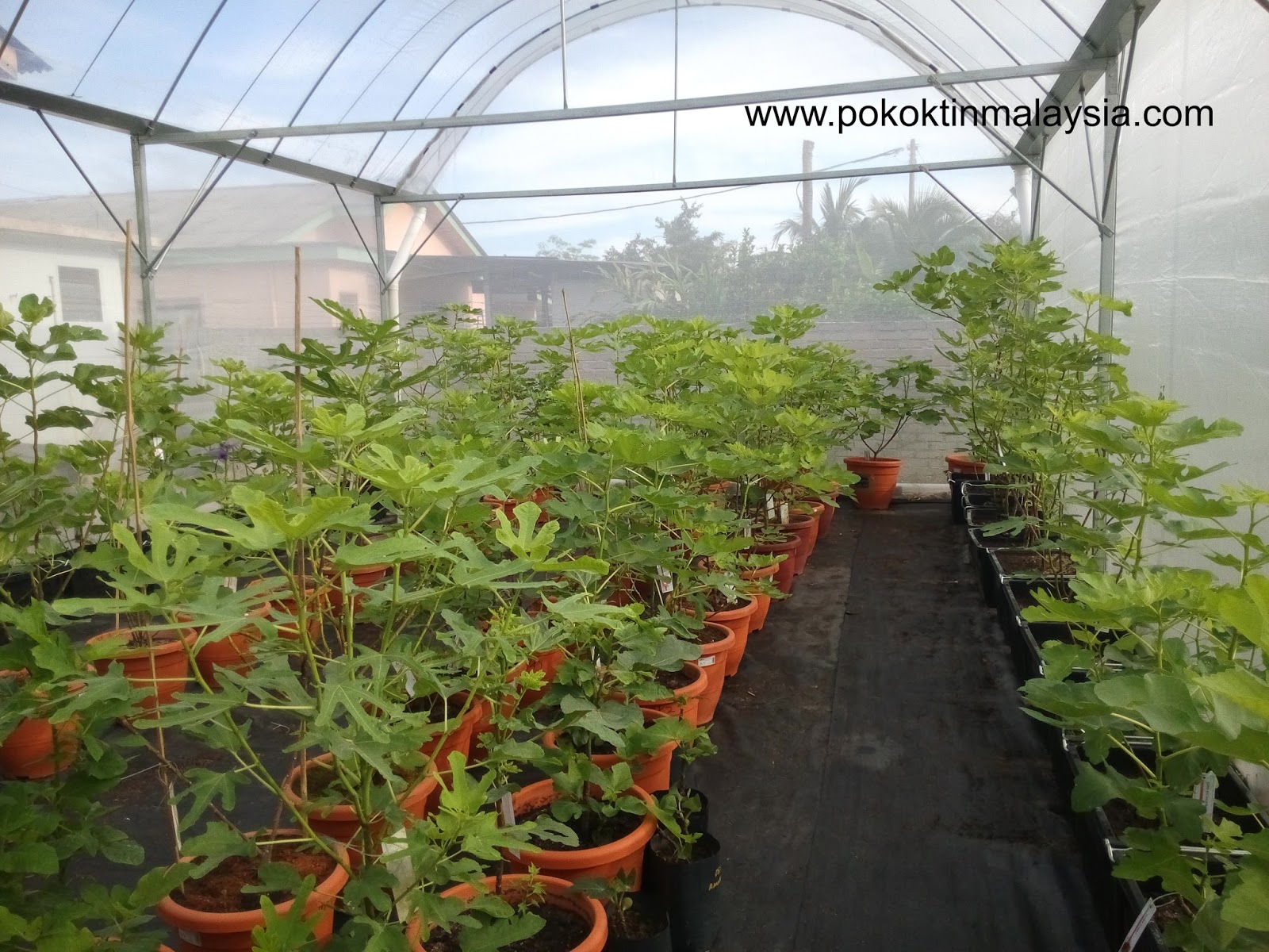 Kebun Mini Pokok Tin di tepi rumah | Tanaman Pokok Buah Tin