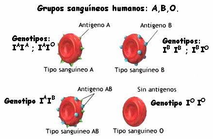 CODOMINANCIA ~ BIOLOGÍA UMB