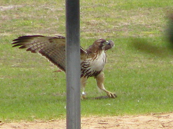 Red Tailed Hawk Family Tree