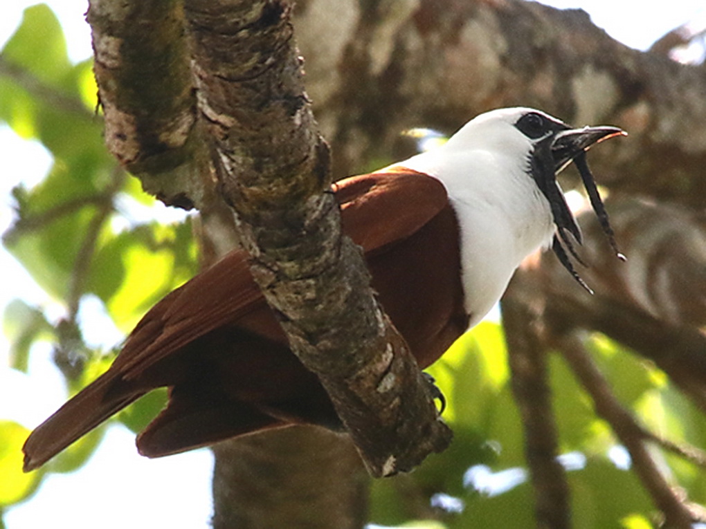 A.W.Birder: Always on the lookout for fine birds...: Costa Rica March ...