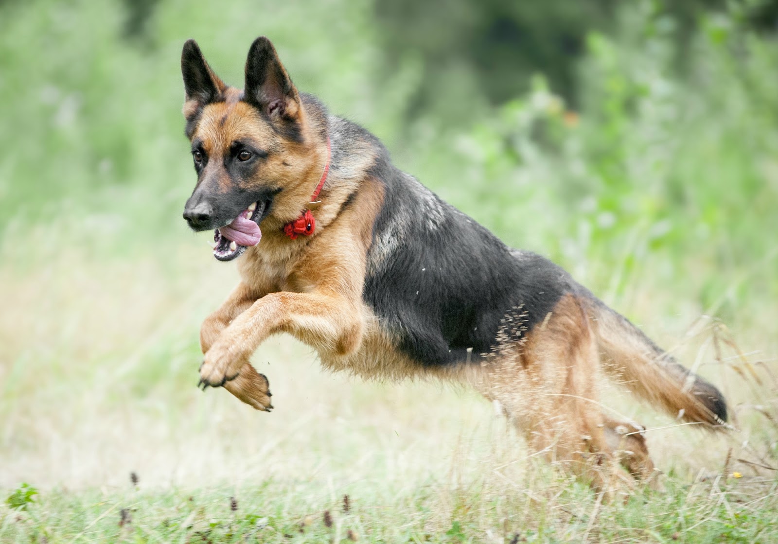 Pastor Alemán (PERRO OVEJERO)