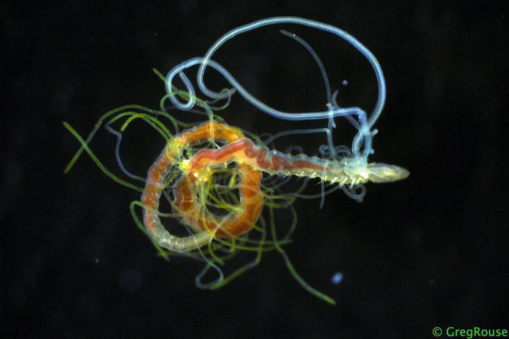 Real Monstrosities: Spaghetti Worms and Spaghettier Worms