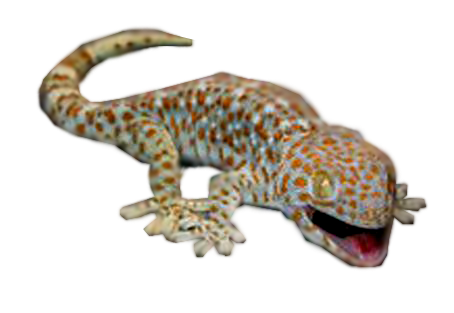 BELI TOKEK DI YOGYAKARTA: JUAL BELI TOKEK YOGYAKARTA DAN SEKITARNYA ...