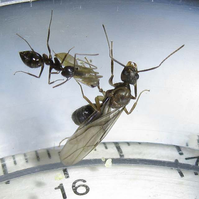 Photos and Info on Ants and Termites of Malaysia: Euprenolepis