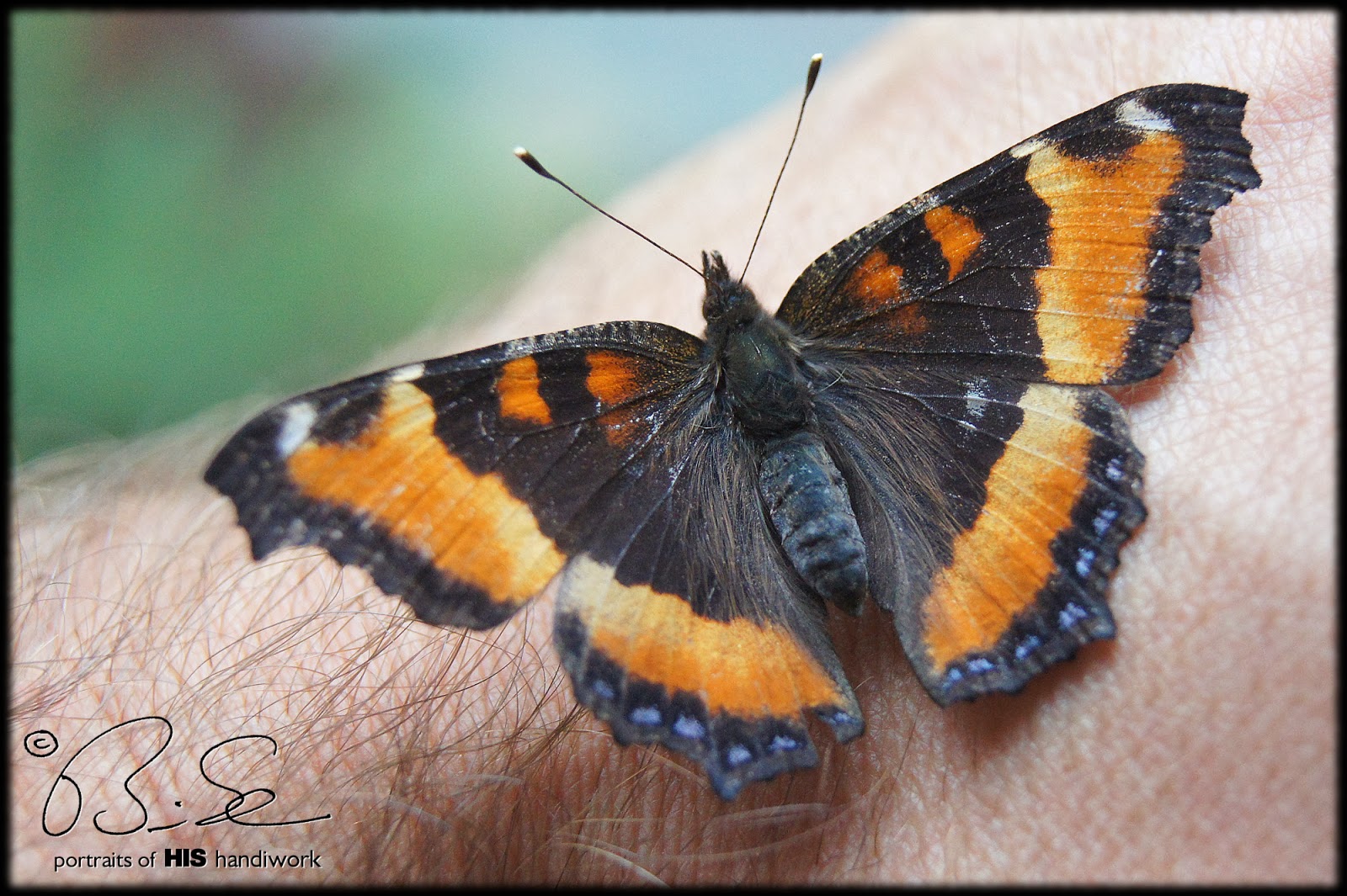 portraits of HIS handiwork: Housekeeping Post