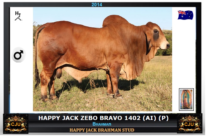 CEBÚ ♥ ♥ ♥ ZEBÚ♔♕♖♗♘ LA PASIÓN POR EL #CEBÚ #ZEBU: HAPPY JACK ZEBO ...