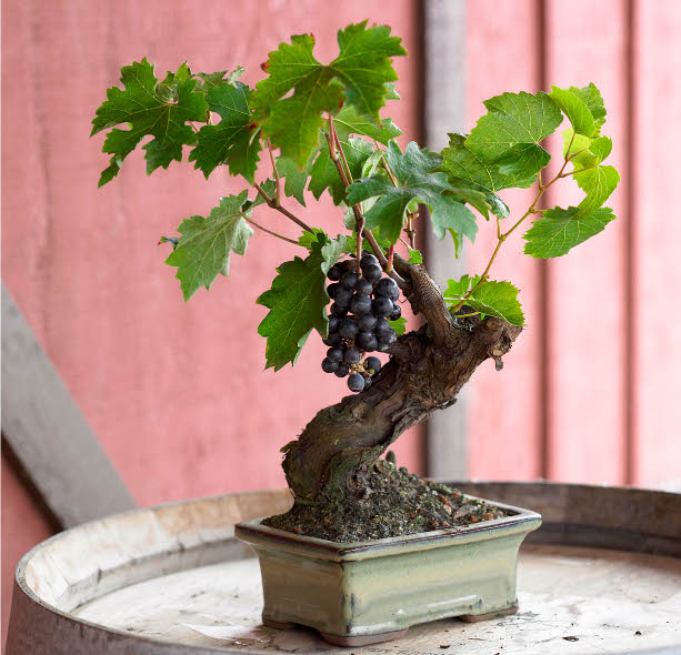 Cara Menanam dan Merawat Anggur Dalam Pot | Tips Merawat Tanaman Ok