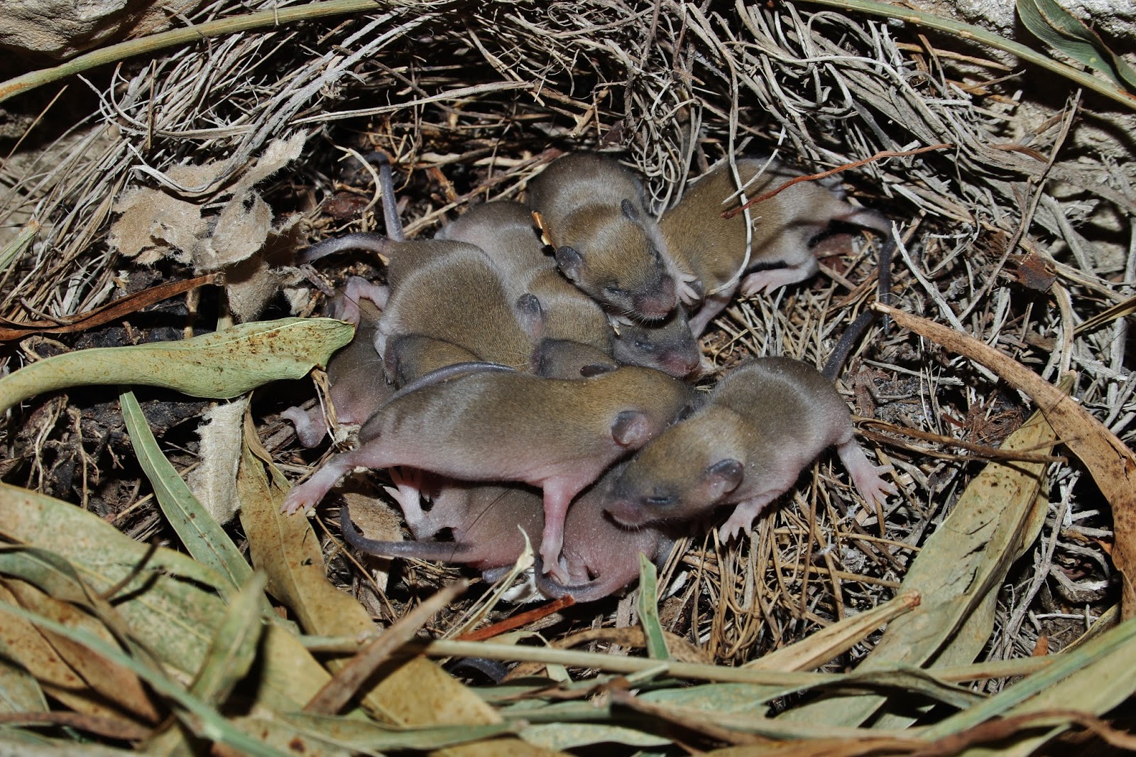 Biodiversity of Cyprus by NGO Protection of the Natural Heritage and ...