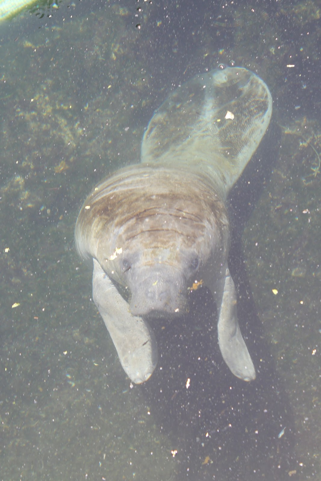 Pajama Penguin Productions: Tampa's Lowry Park Zoo Celebrates Mantee Birth