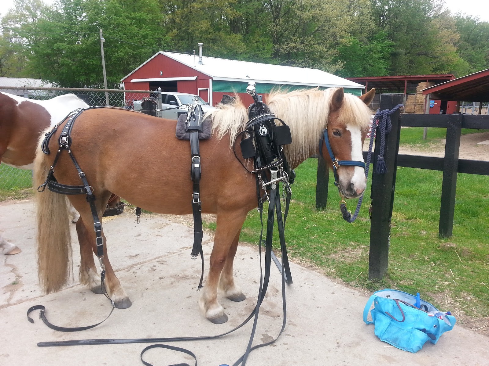 Adventures with Shyloh: pre show prep