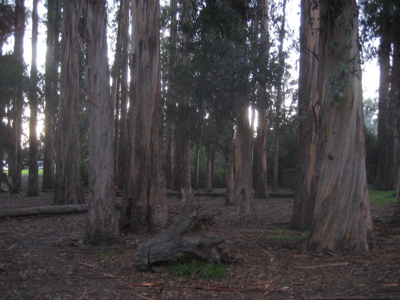 blogarithm: Berkeley campus