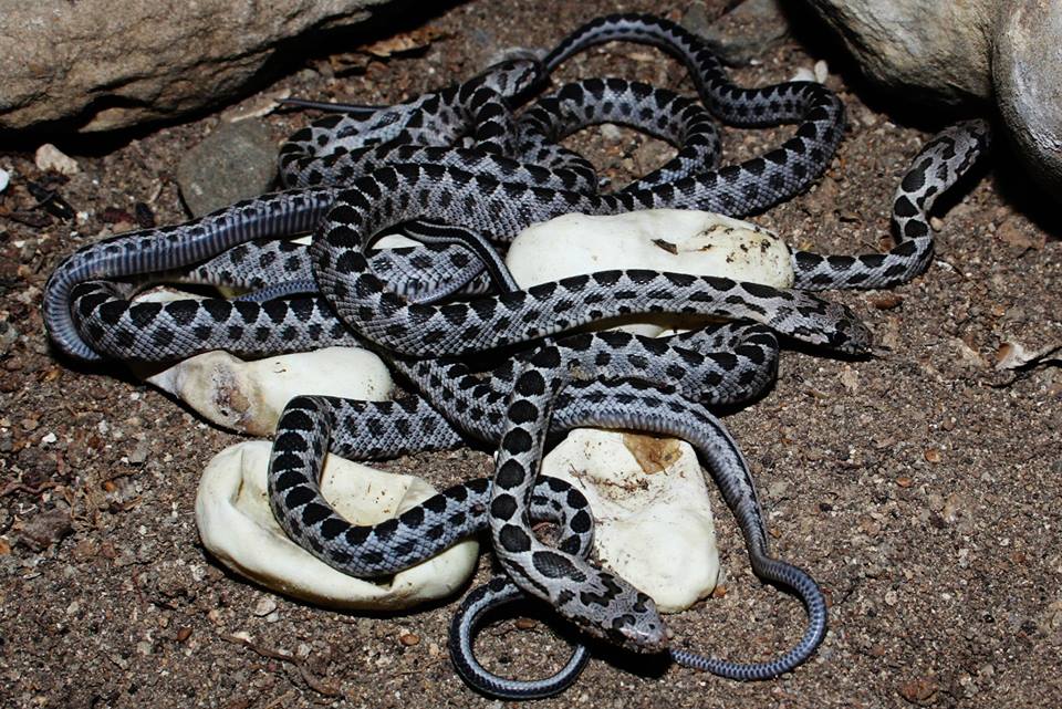 Biodiversity of Cyprus by NGO Protection of the Natural Heritage and ...