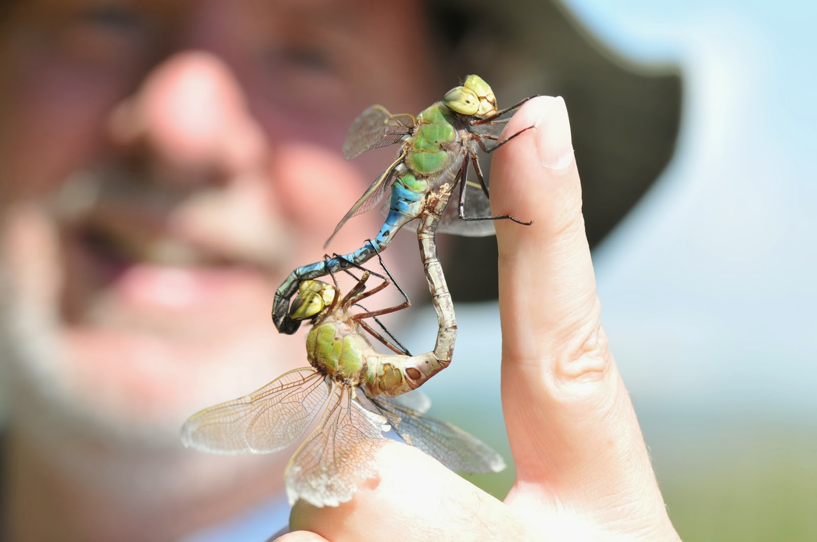 The Dragonfly Whisperer: Darner Mating Behavior: Attaching In Tandem