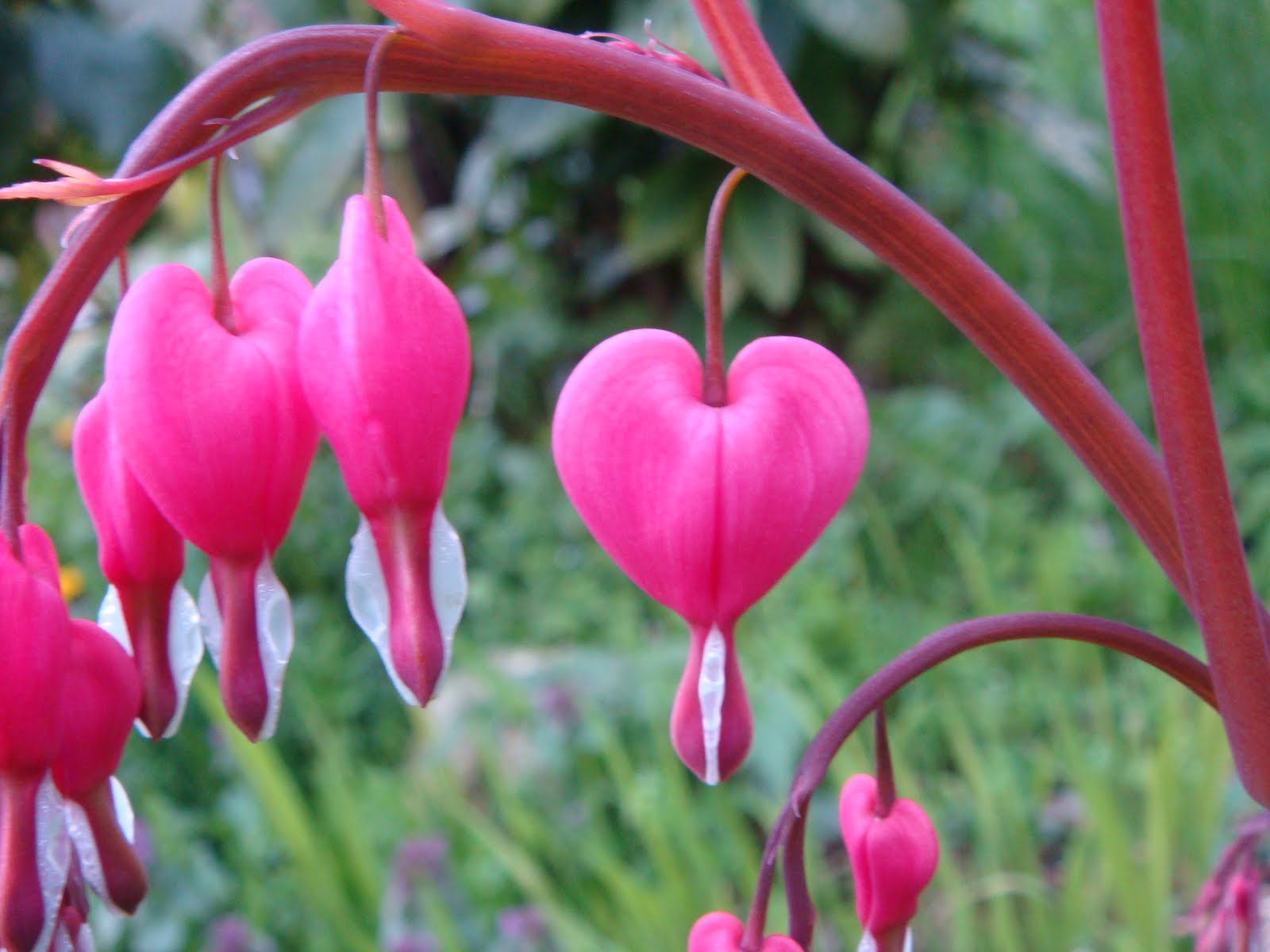 unbrivido: Fiore cuore di Maria ...