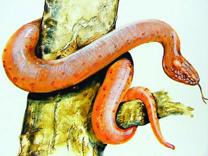 Life is short, but snakes are long: Round Island splitjaw snakes