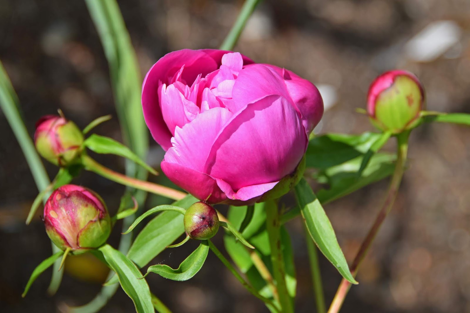 Southern Peony: seedlings