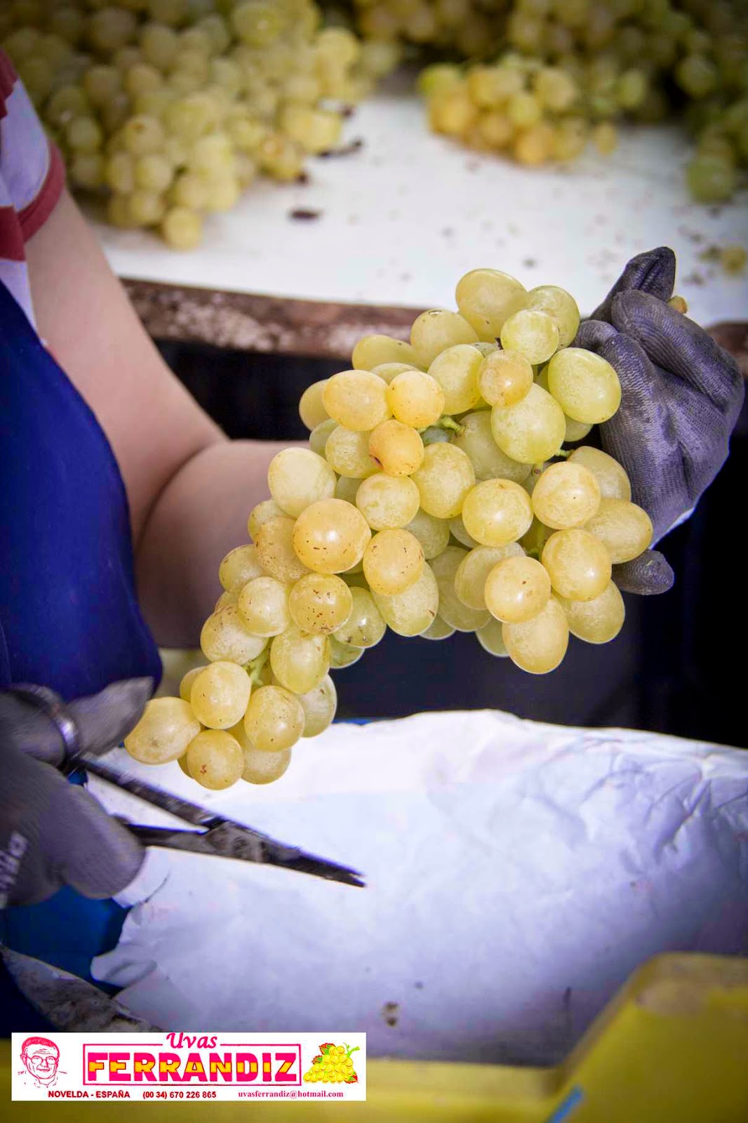 Uvas Ferrandiz: Uva variedad moscatel, cosecha 2014