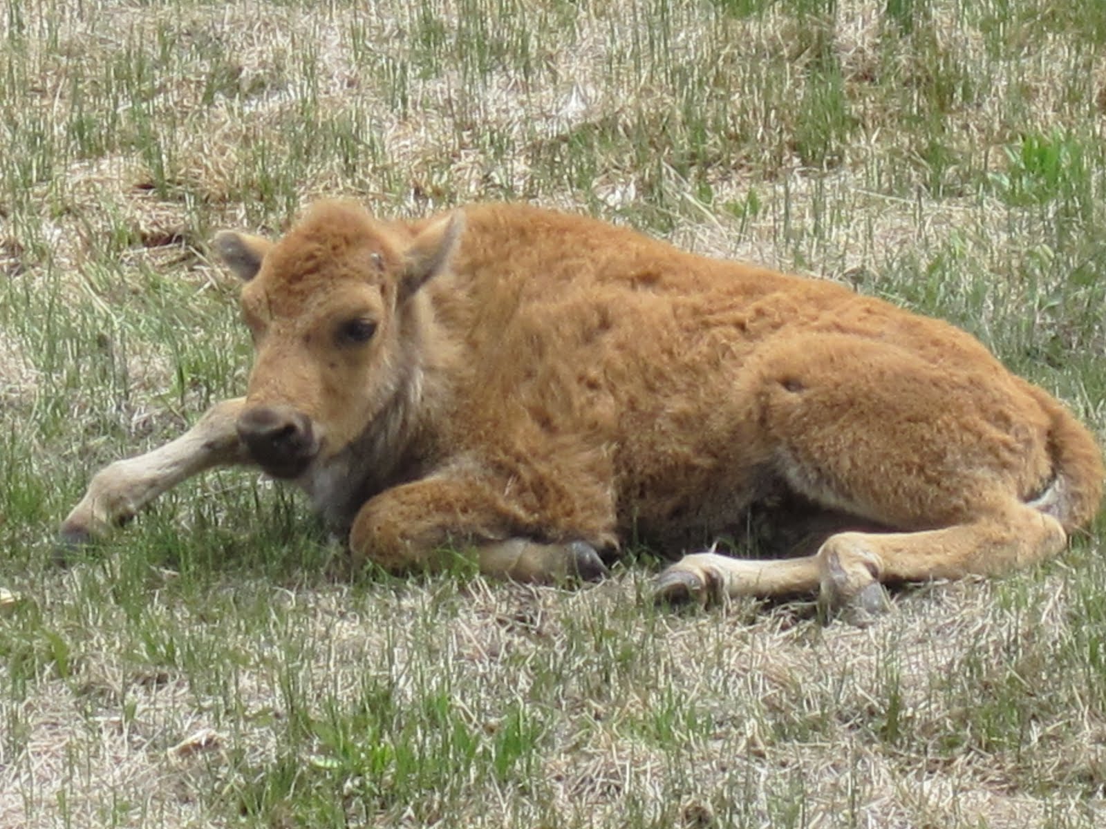 The Scallywagon: YOU SKIN GRIZ', PILGRIM? Yellowstone National Park