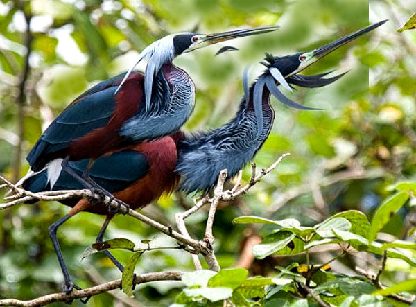 Bellas Aves de El Salvador: Agamia agami (garza agami o castaña) Nativa, Residente