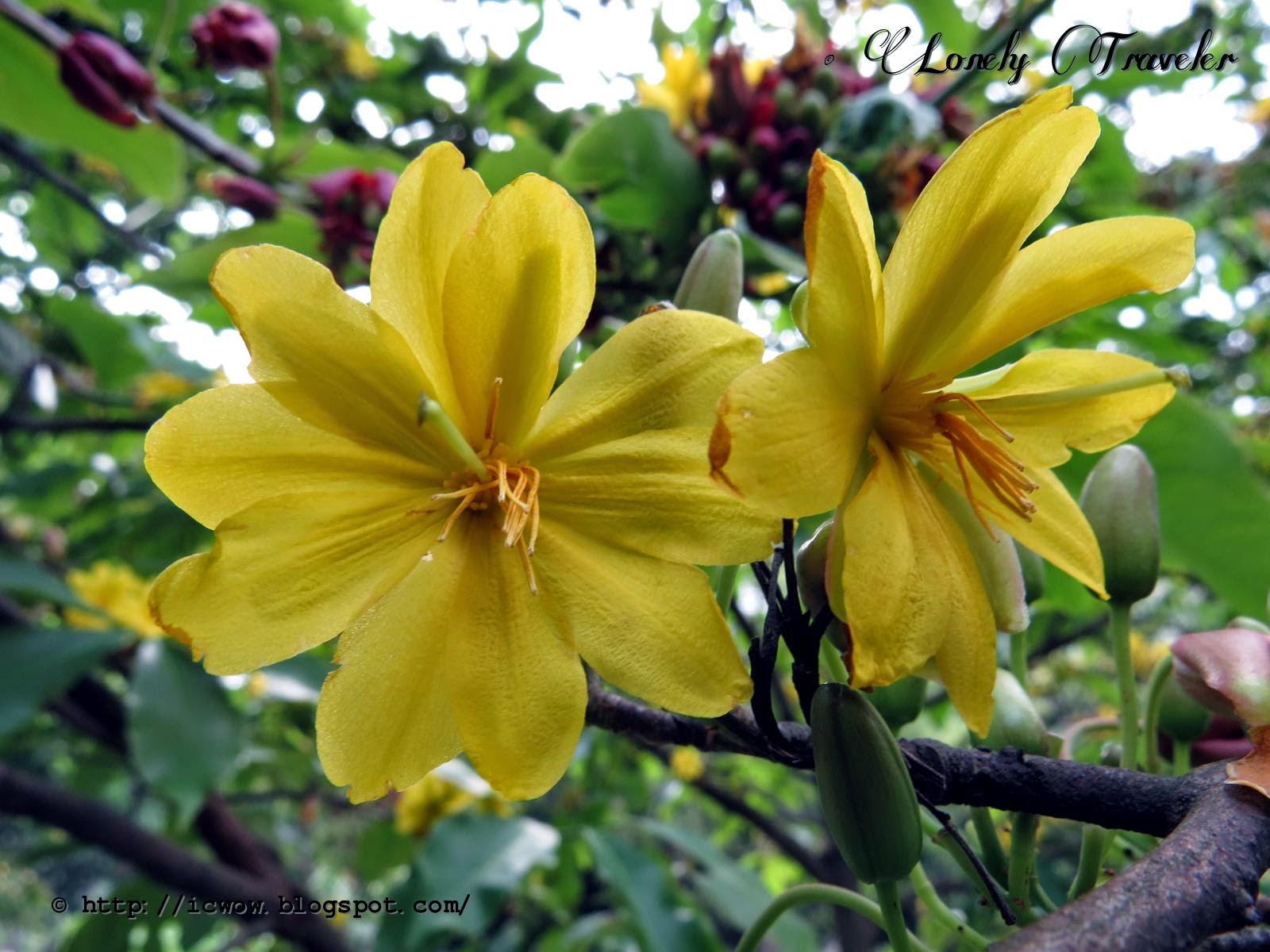 Konok Chapa - Ochna squarrosa