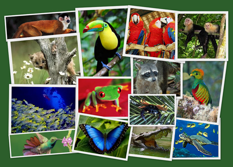 FAUNA COLOMBIANA : FAUNA DE COLOMBIA