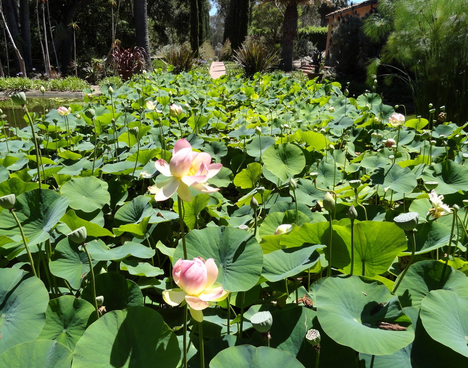 danger garden: The Lotus, at Lotusland