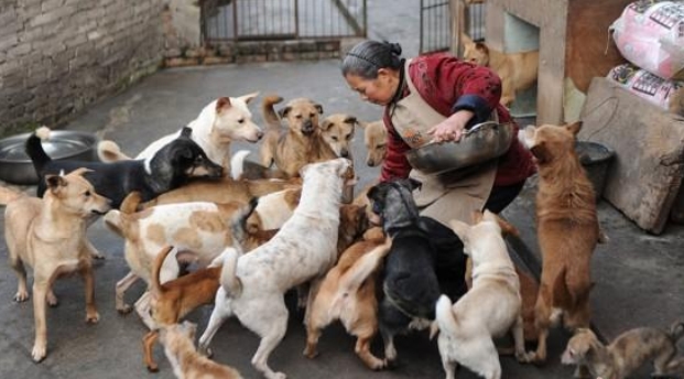 White Wolf : Chinese woman gives up everything to save homeless dogs ...