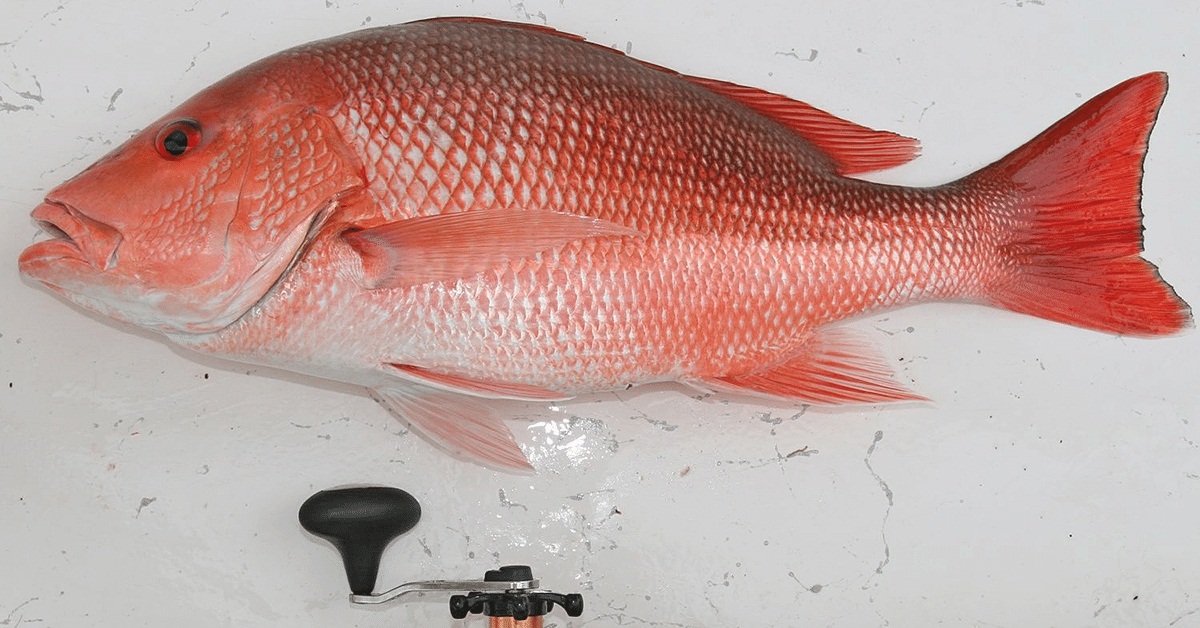 Red Snapper Suppliers - Soft Shell Crab Supplier, Soft Shell Crab ...