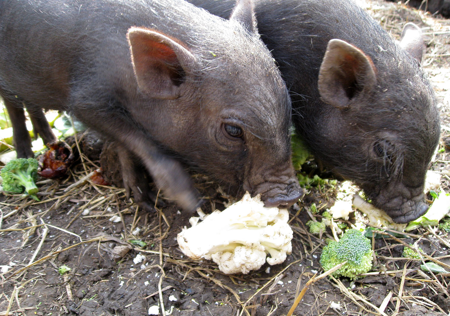 Little Pet Pigs: Little pet pigs at 3 months