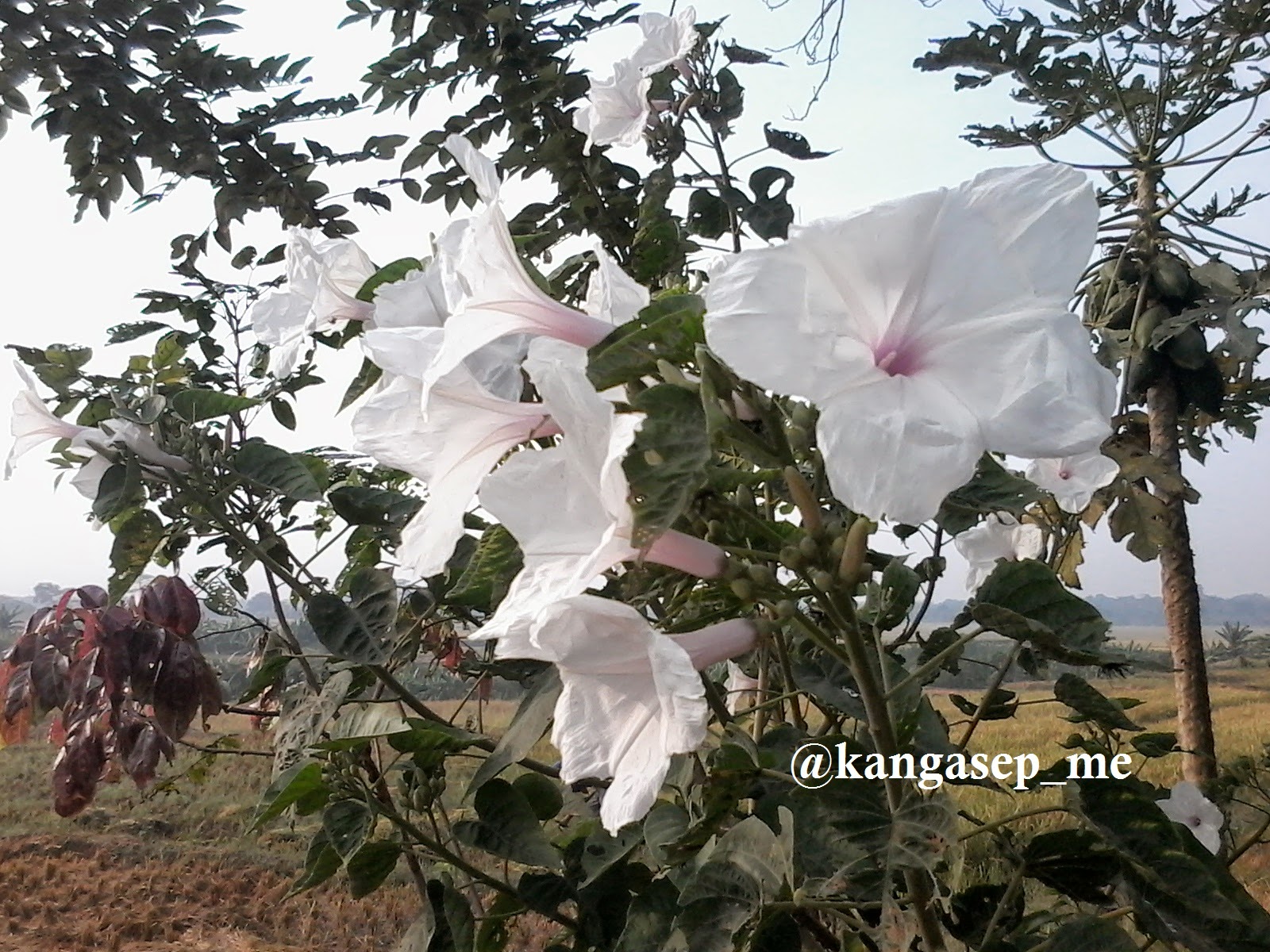 Kembang Tablo - Bunga Liar Indonesia