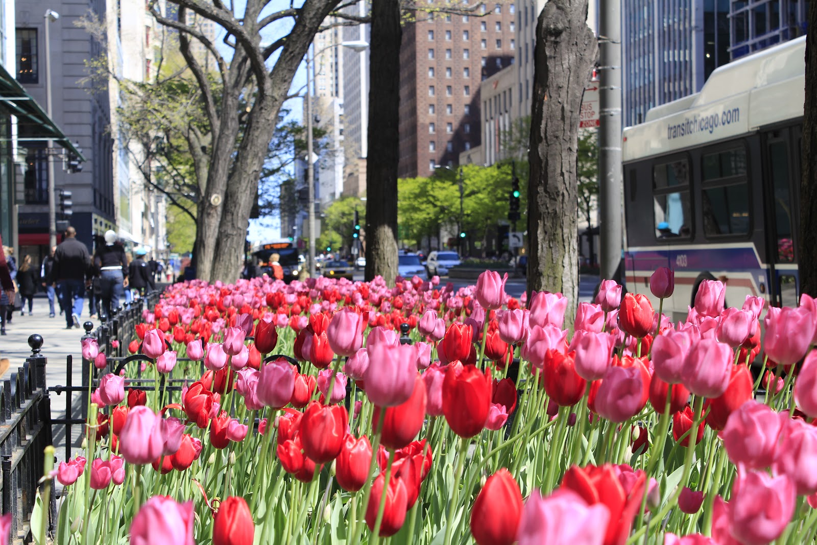 figs flowers food: STREET FLOWERS OF CHICAGO