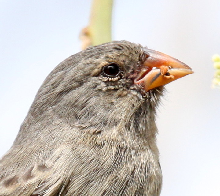 Concrete Ornithology: Darwin's finches