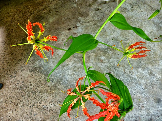 Glory Lily - Poison Flame - Niyangala | SL Flora