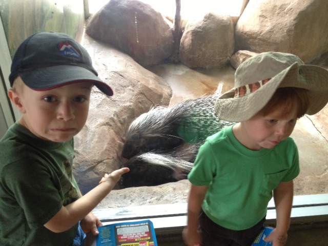 mediocre mama: animals at the zoo